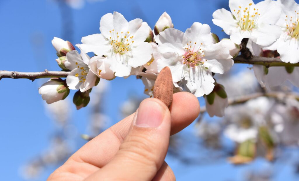 Planter un amandier dans son jardin : conseils, variétés et entretien